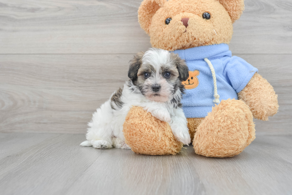Sweet Havapoo Vinnie: 3lb 2oz Doodle Puppy