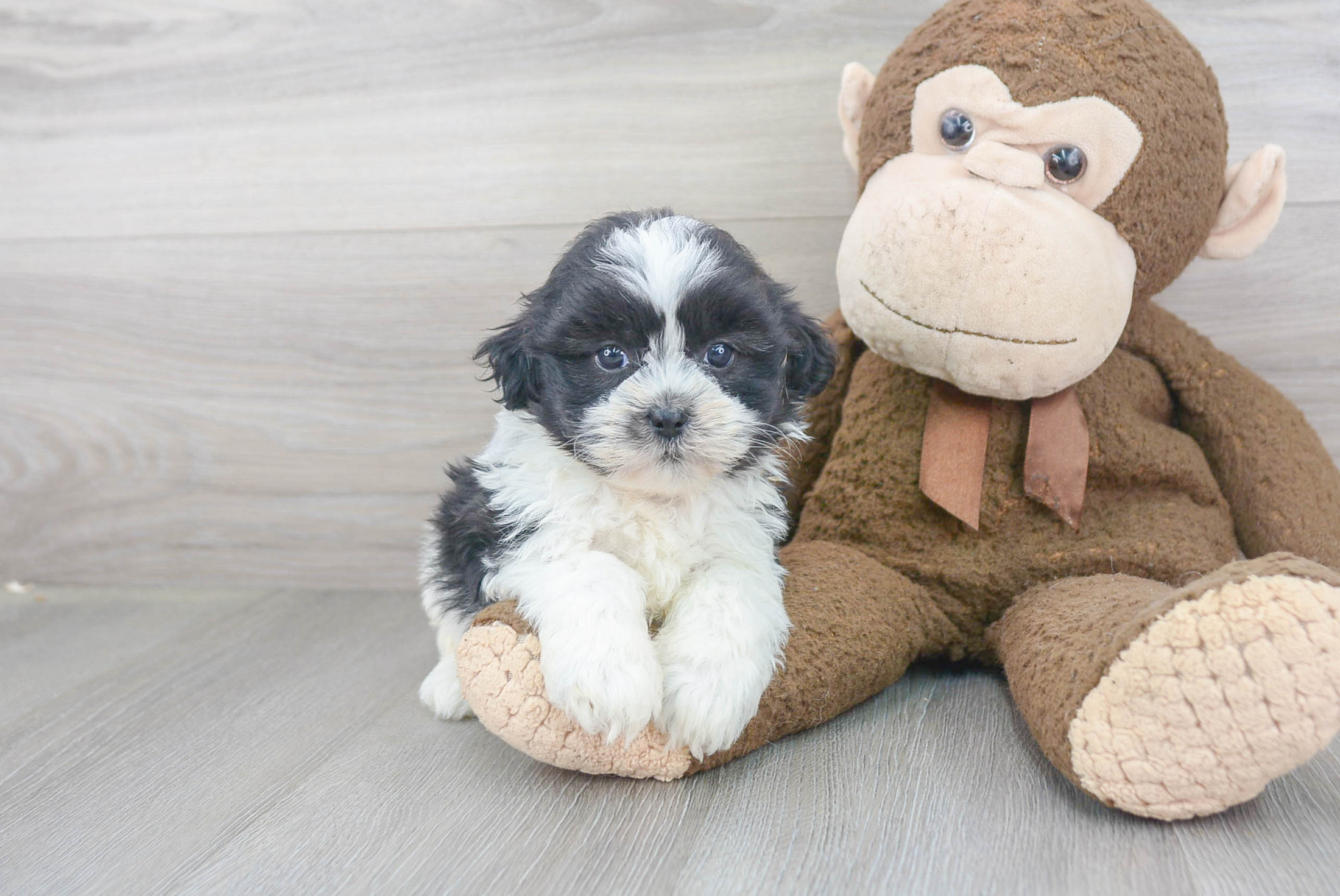 Havashu Puppy Photos and More - Premier Pups