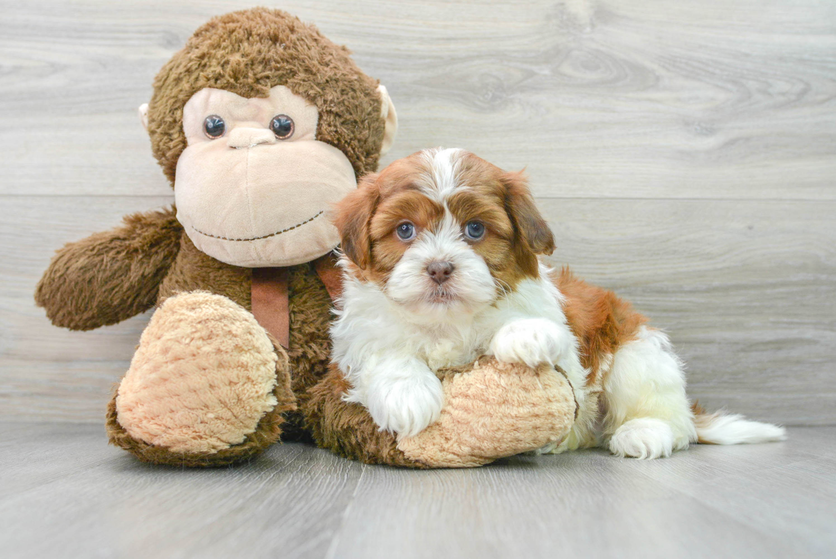 Havashu Puppy Photos and More - Premier Pups