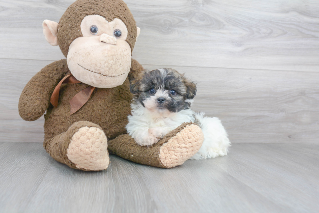 Havashu Puppy Photos and More - Premier Pups