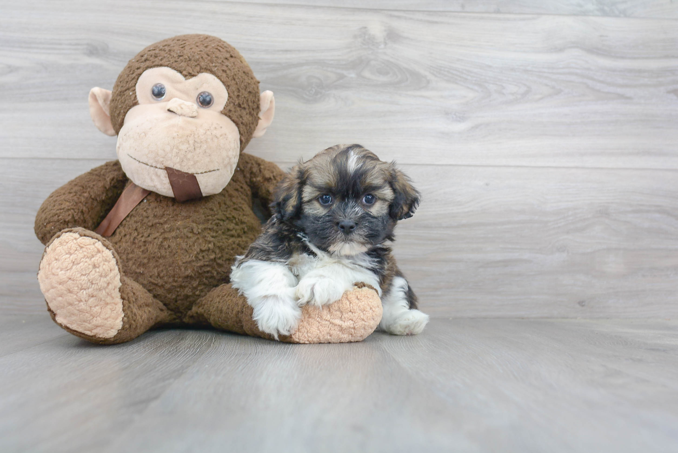 Havashu Puppy Photos and More - Premier Pups