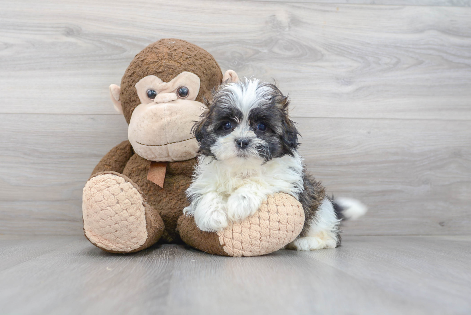 Havashu Puppy Photos and More - Premier Pups