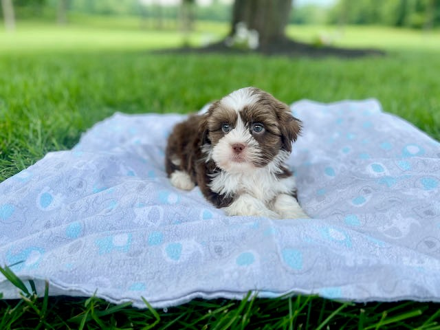 Exclusive Havashu Puppies for Sale | Premier Pups