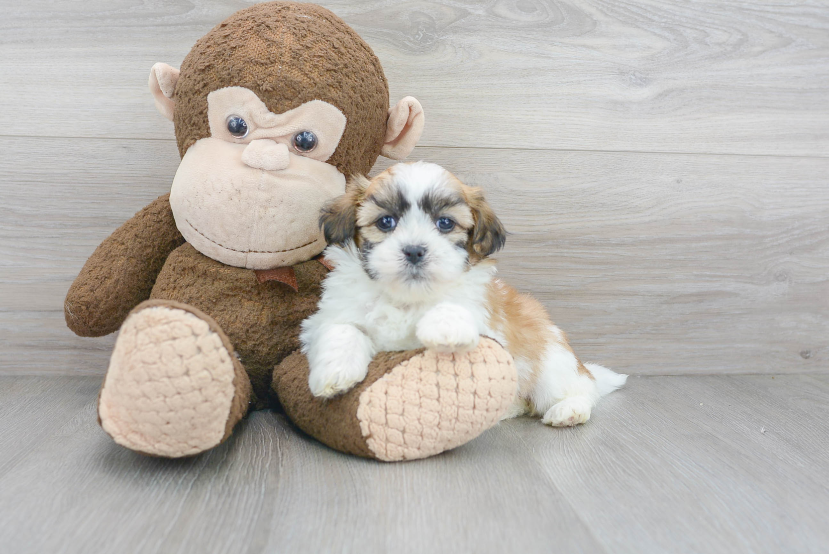 Havashu Puppy Photos and More - Premier Pups