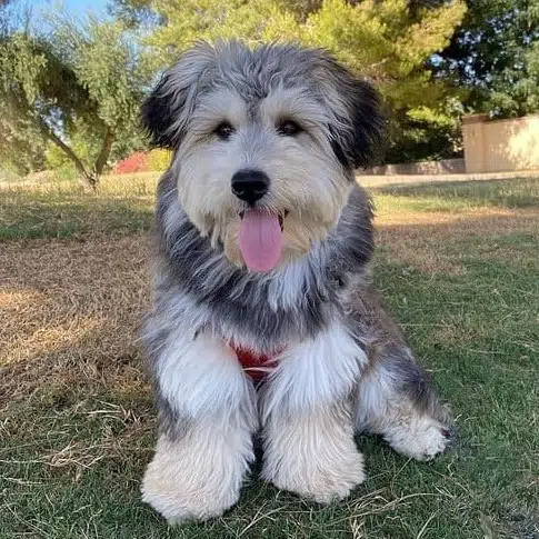 Mini Huskydoodle Puppies for Sale | Premier Pups