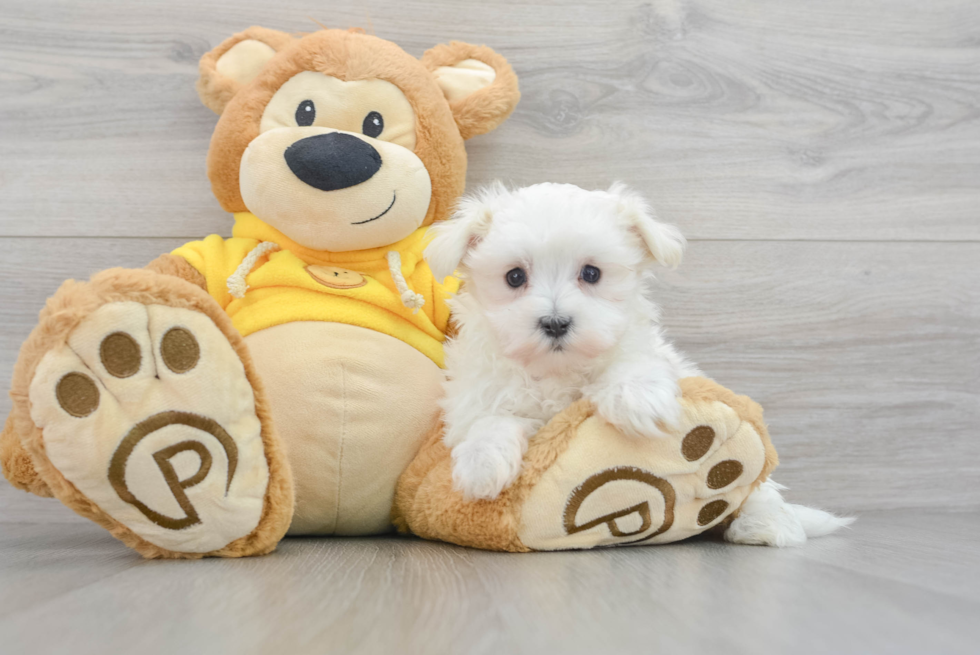 Hypoallergenic Maltese Brady: 2lb 2oz Purebred Puppy