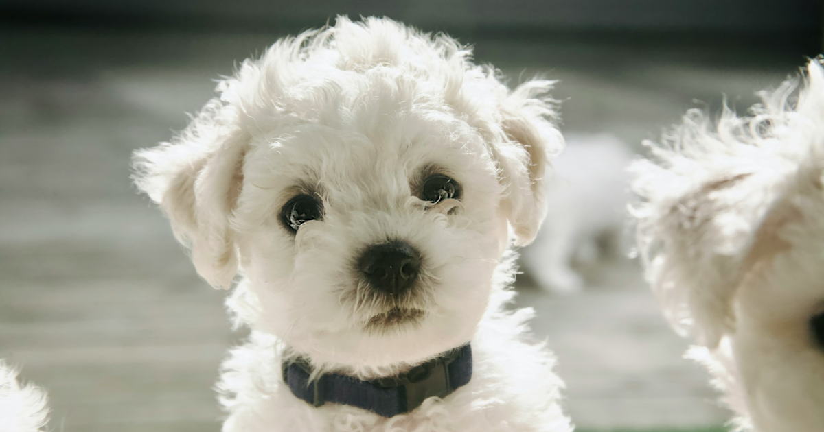 Puppy Blogs - Premier Pups