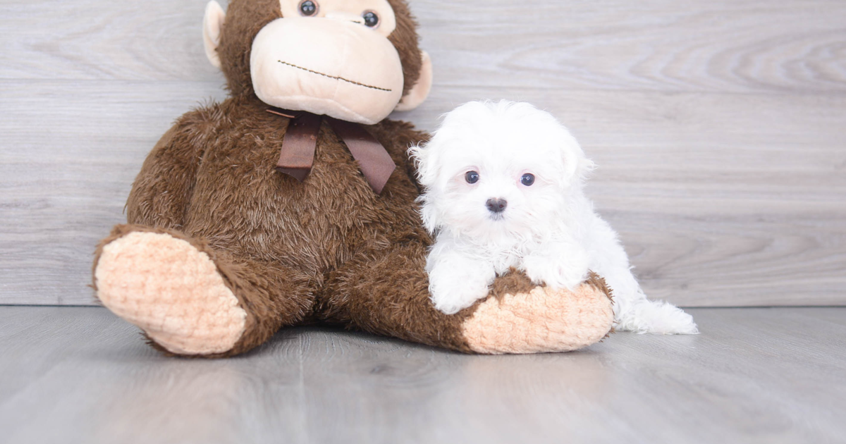 Smart Maltese Dolly: 1lb 10oz Purebred Puppy