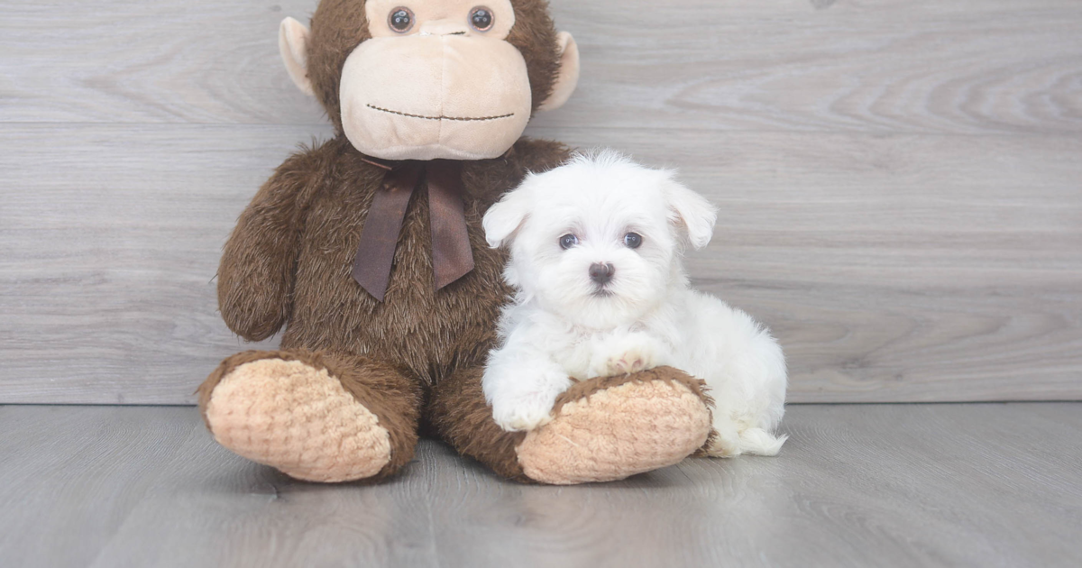 Playful Maltese Salt: 1lb 13oz Purebred Puppy
