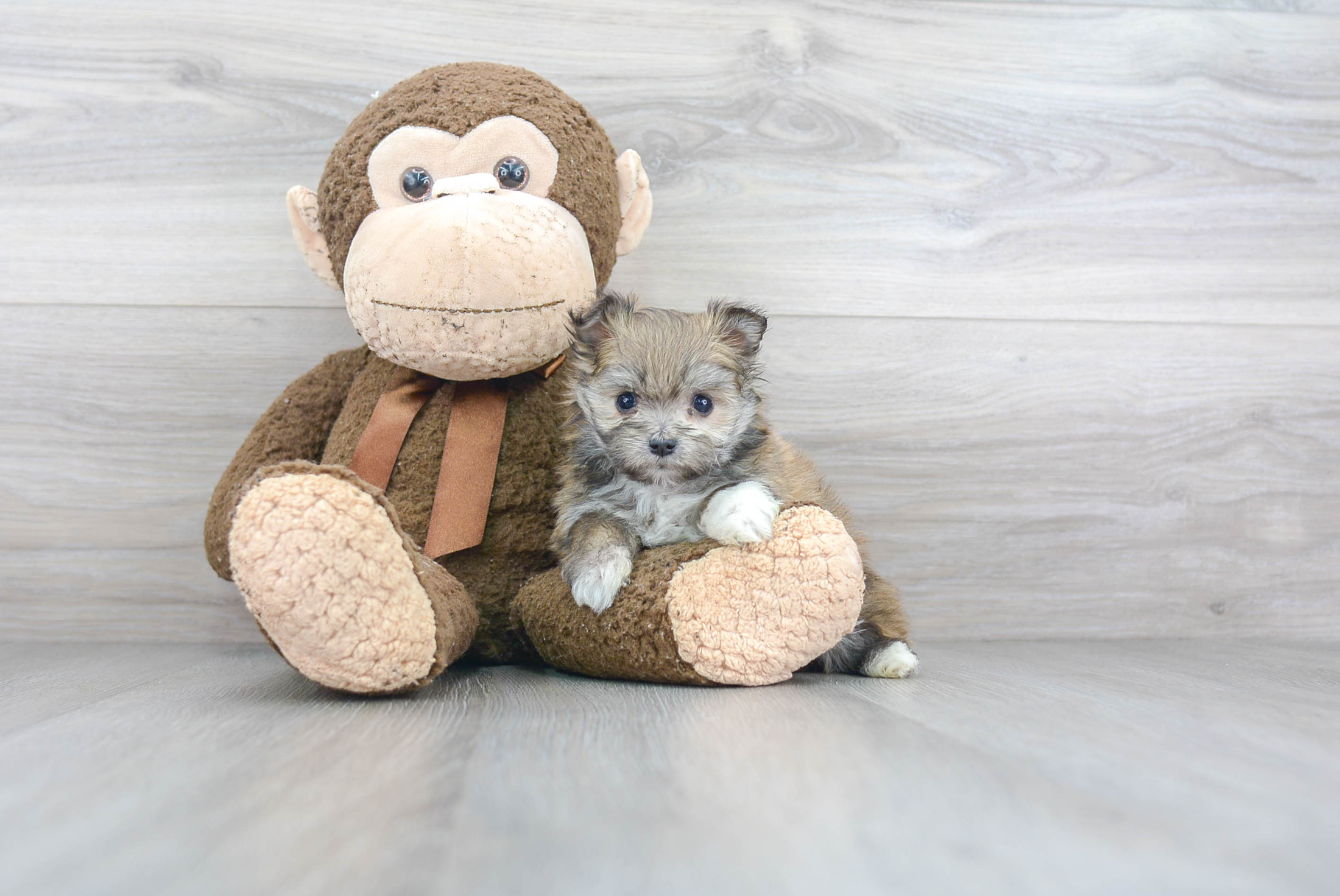 Maltipom Puppy Photos and More - Premier Pups