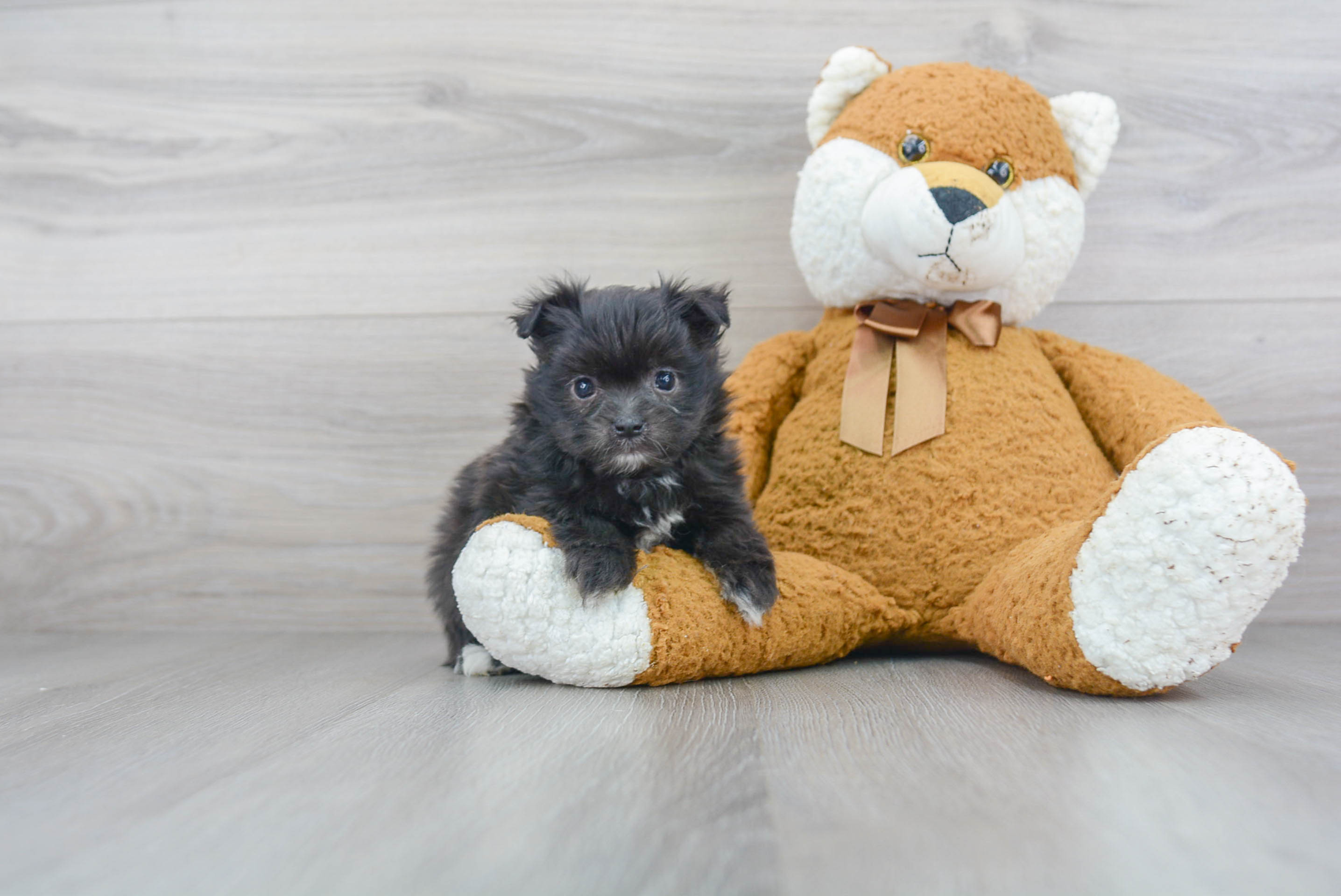 Maltipom Puppy Photos and More - Premier Pups