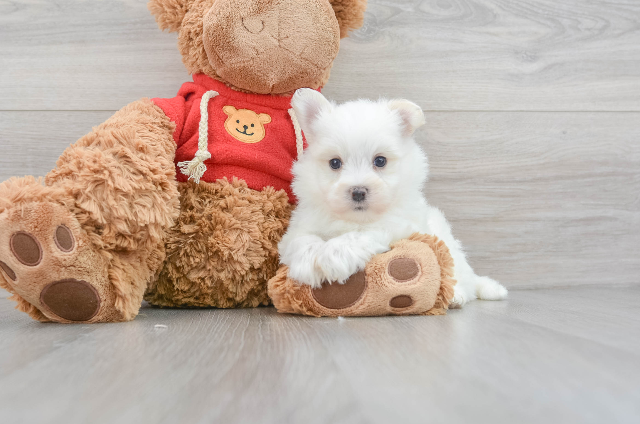 Unique Maltipom Puppies For Sale | Exclusive Designer Breed