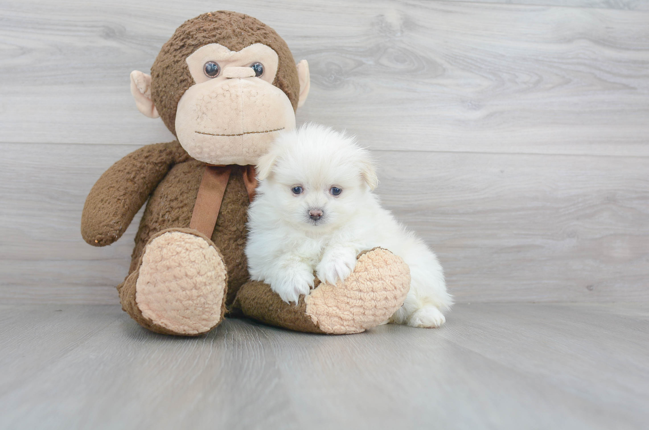 Unique Maltipom Puppies For Sale | Exclusive Designer Breed