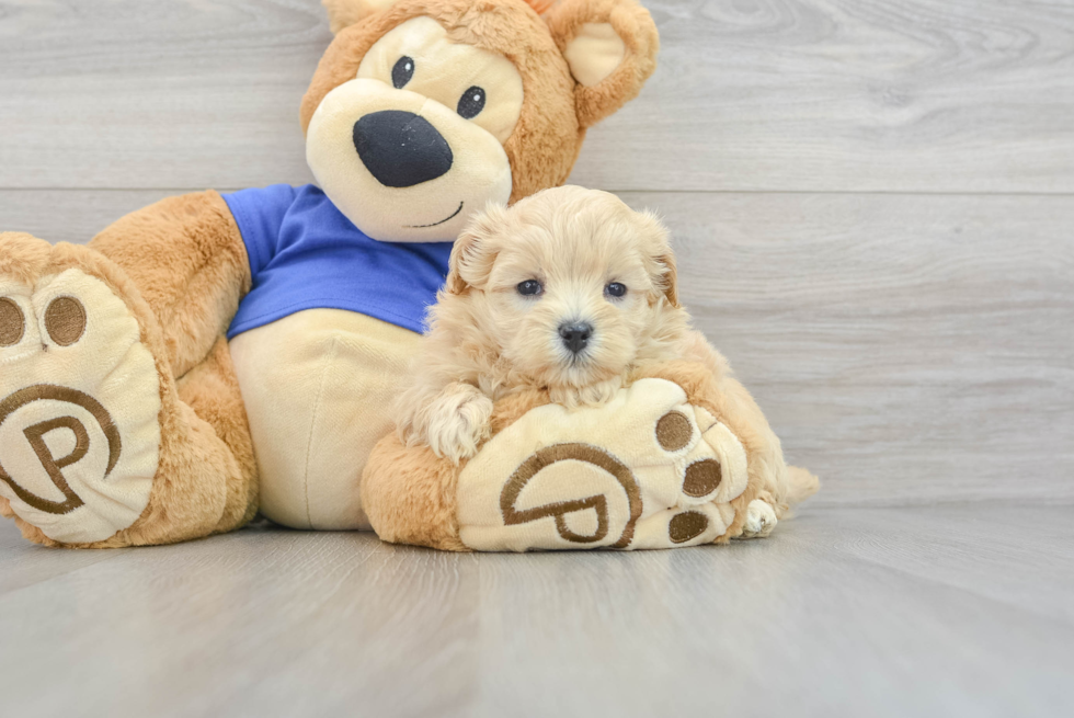 Little Maltipoo Gracie: 3lb 3oz Doodle Puppy