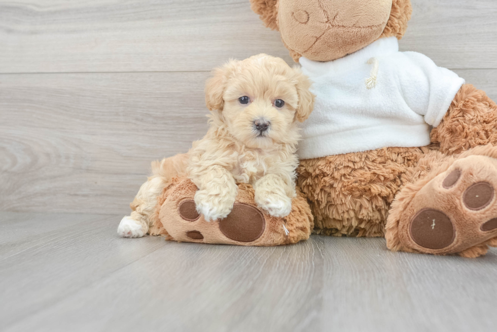 Petite Maltipoo Jaynee: 2lb 13oz Doodle Puppy
