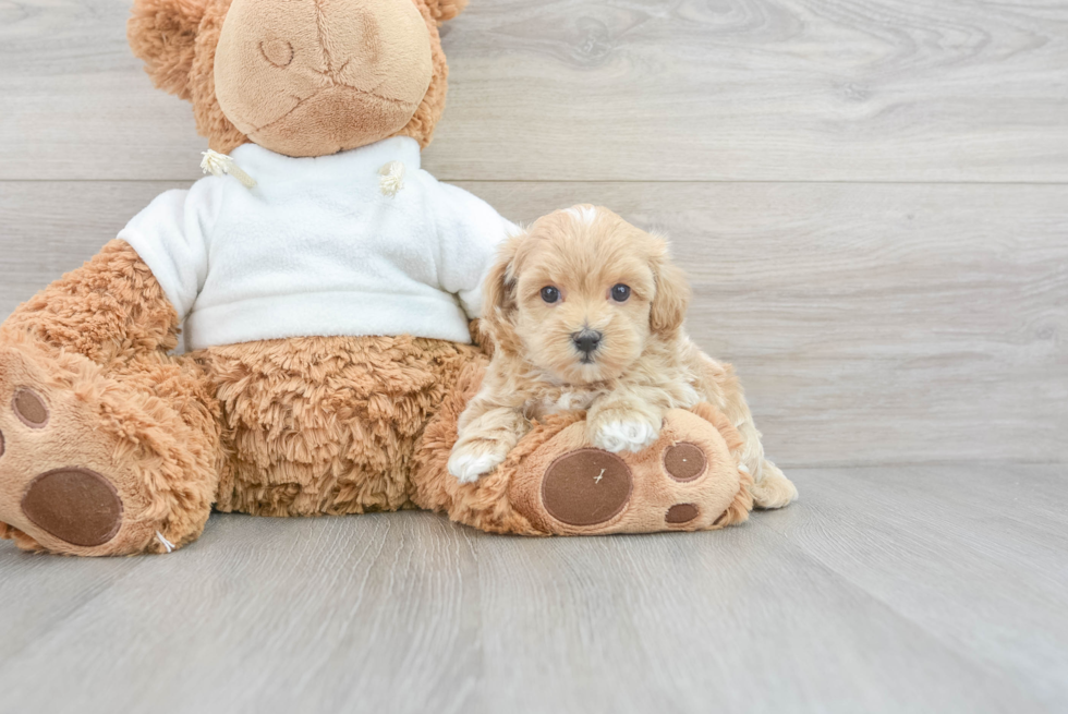 Adorable Maltipoo Joyce: 2lb 14oz Doodle Puppy