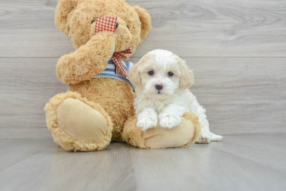 Energetic Maltipoo Lewis: 2lb 3oz Doodle Puppy
