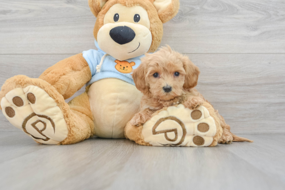 Hypoallergenic Maltipoo Sweet Pea: 2lb 10oz Doodle Puppy