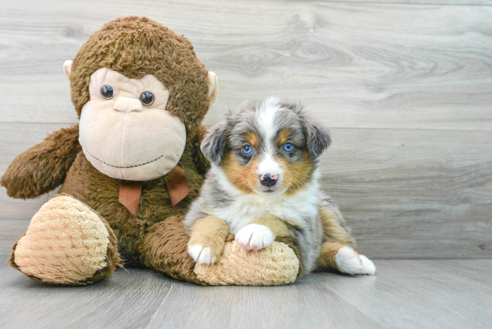 Mini Aussie Puppy Photos and More - Premier Pups
