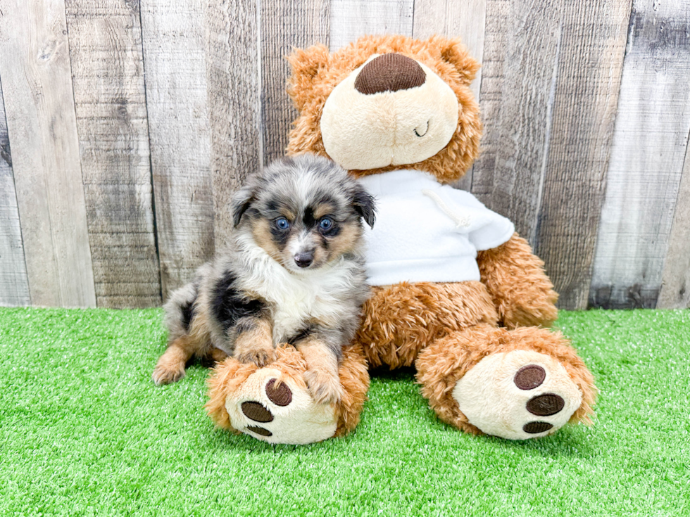Small Mini Aussie Titan: 2lb 14oz Purebred Puppy