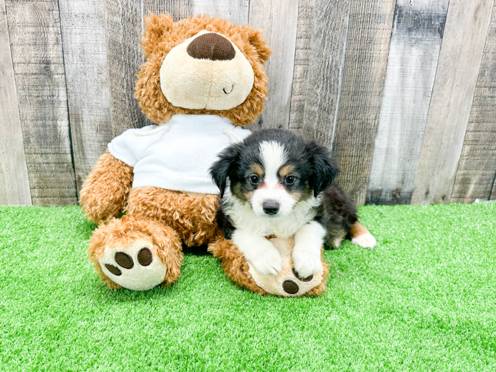 Fluffy Mini Aussie Trent: 4lb 5oz Purebred Puppy