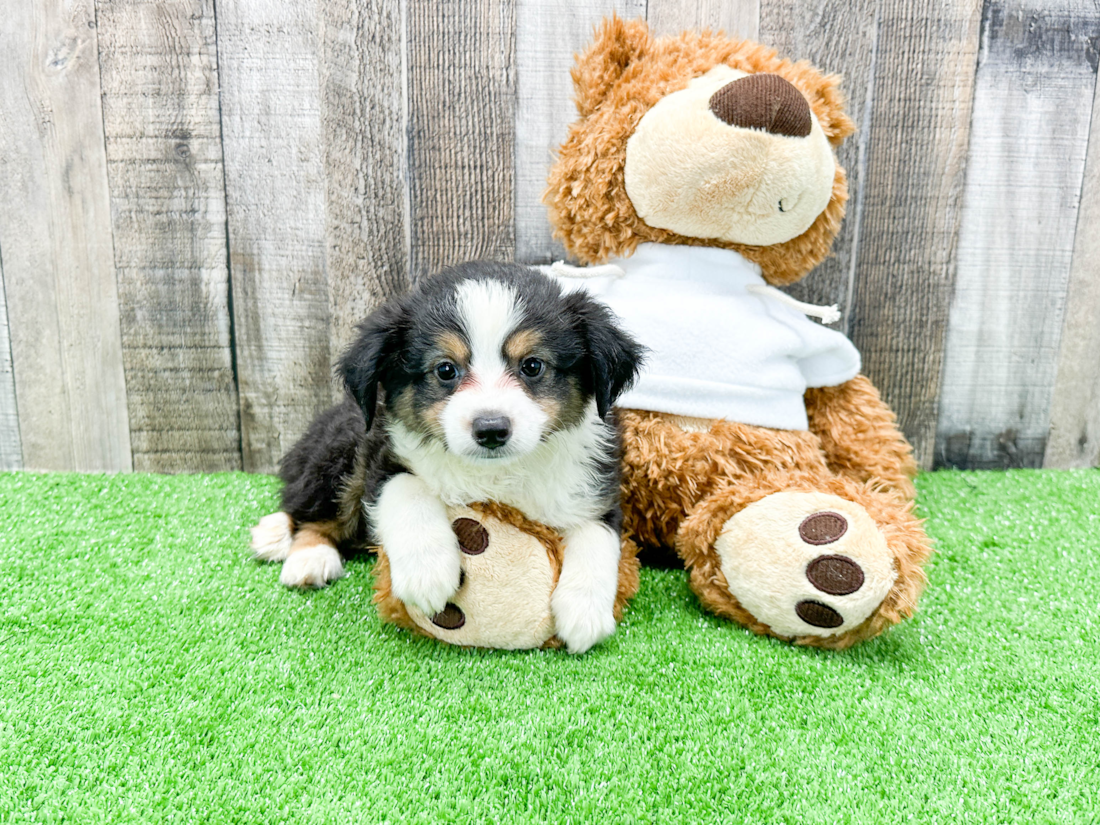 Mini Aussie Puppy Photos and More - Premier Pups