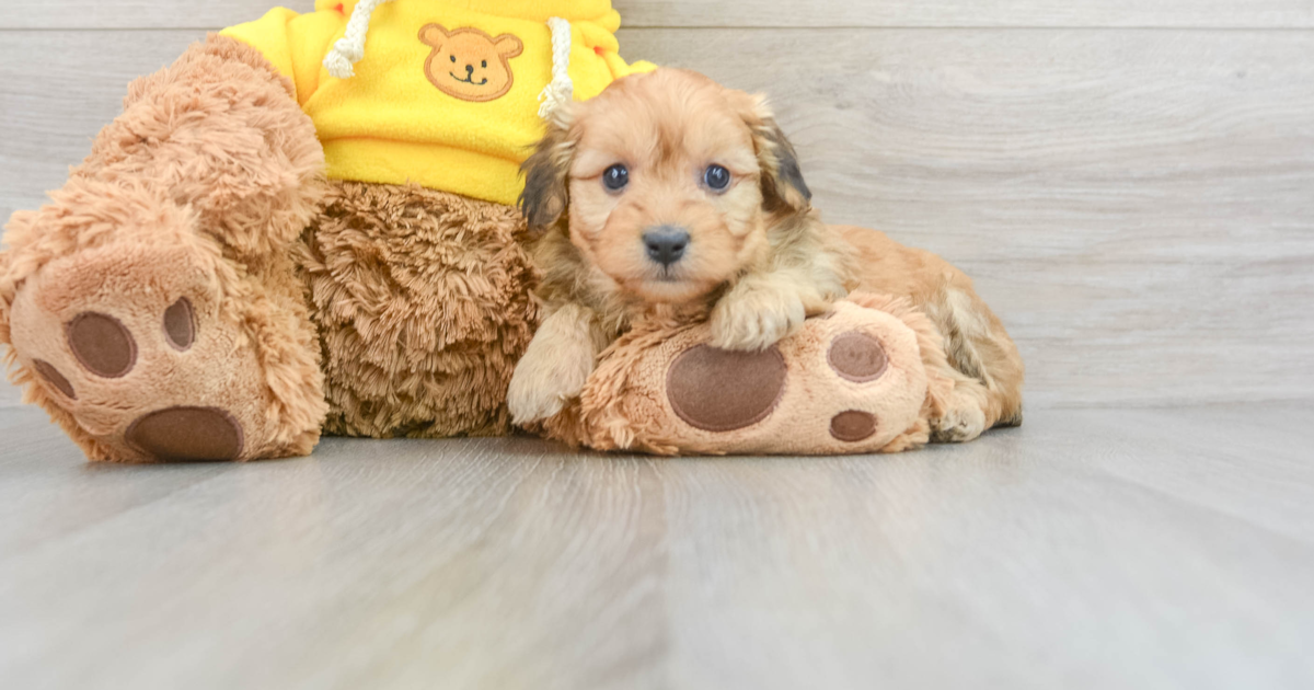 Small Mini Aussiedoodle Anna: 3lb 11oz Doodle Puppy