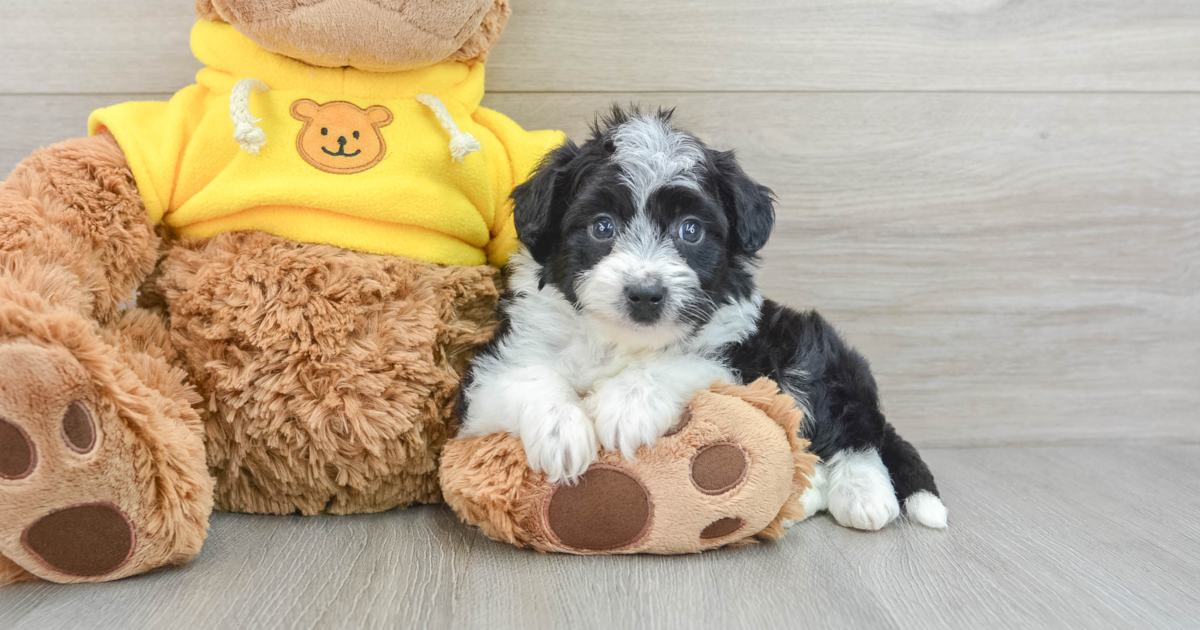 Playful Mini Aussiedoodle Ari: 4lb 9oz Doodle Puppy