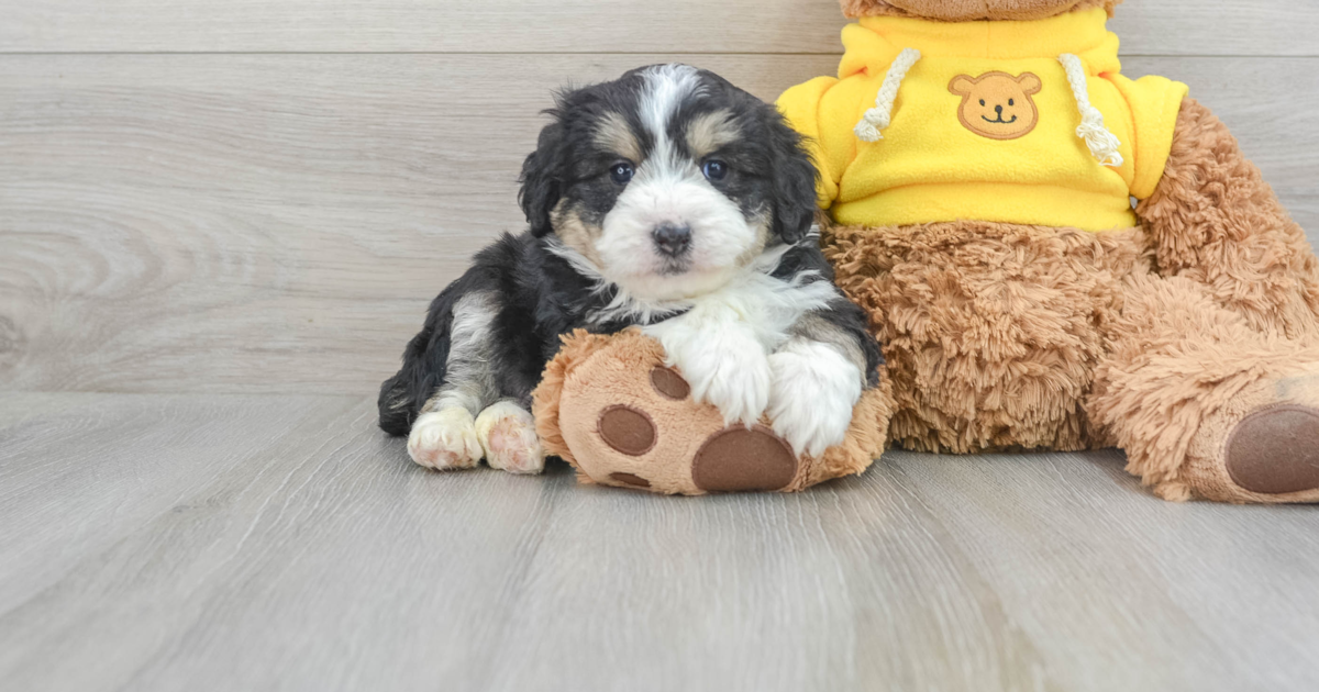 Small Mini Aussiedoodle Bandit: 3lb 8oz Doodle Puppy