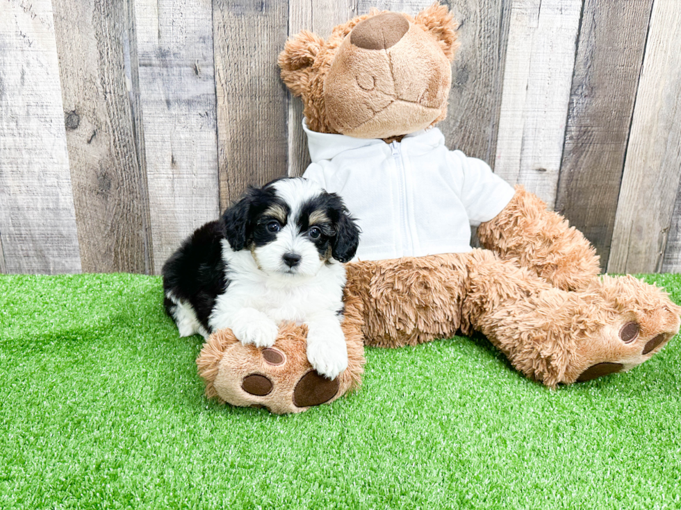 Friendly Mini Aussiedoodle Billie: 3lb 13oz Doodle Puppy