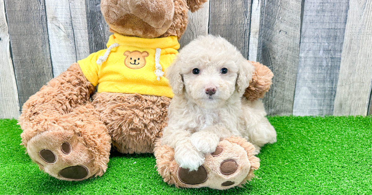Fluffy Mini Aussiedoodle Cosmos: 4lb 10oz Doodle Puppy