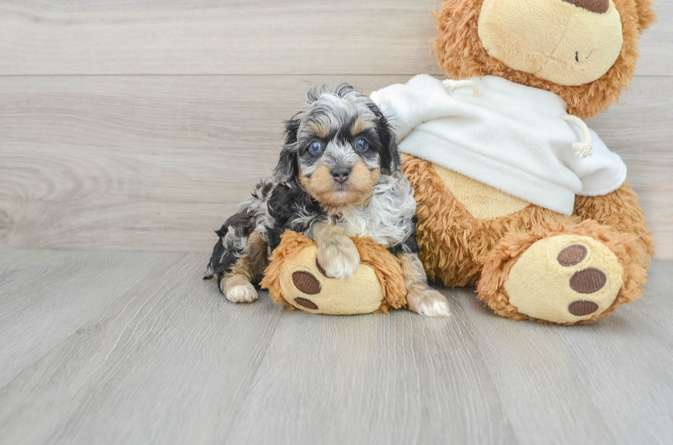 Toy & Mini Doodle Puppies For Sale | Premier Pups