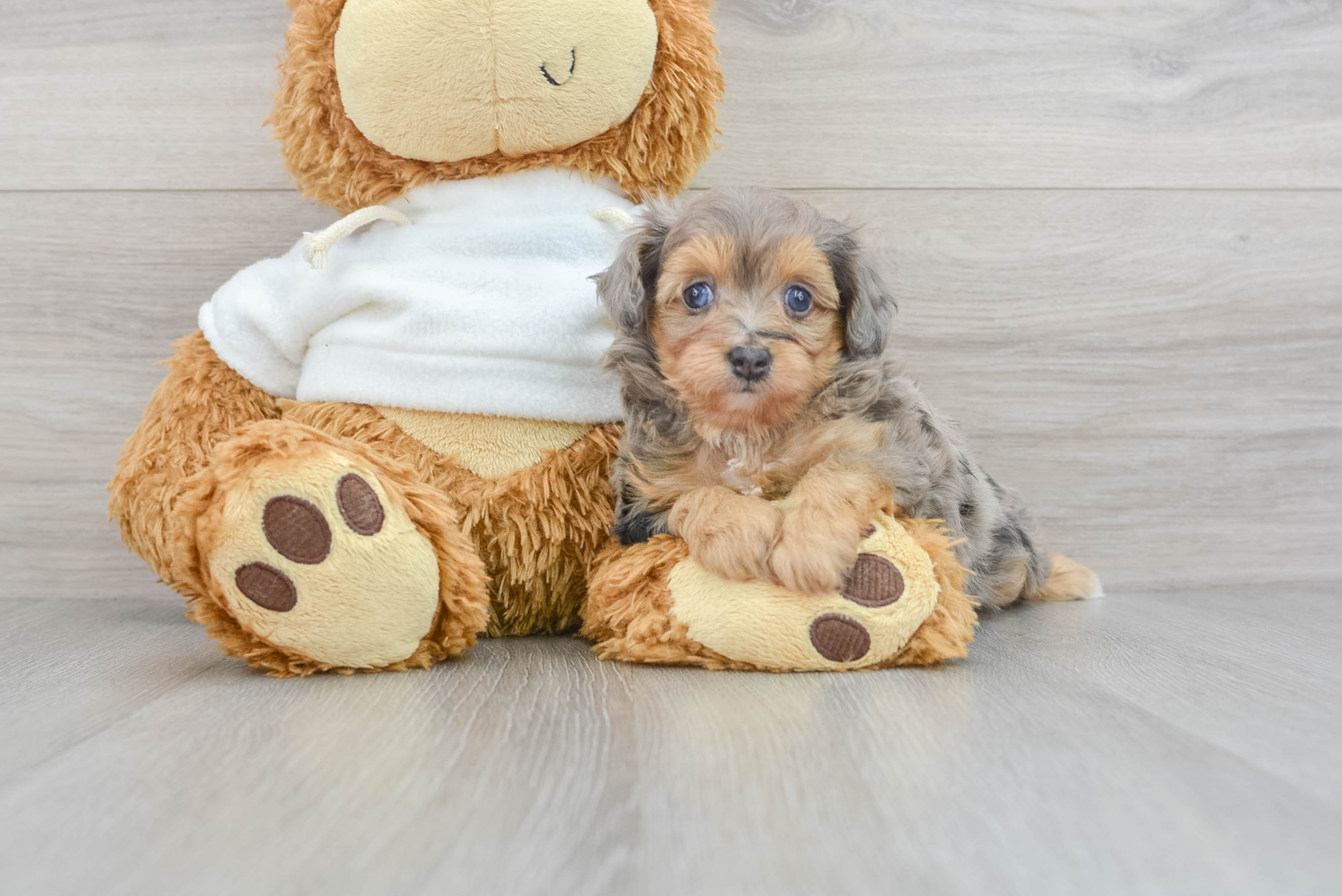 Happy Mini Aussiedoodle Deedee: 2lb 10oz Doodle Puppy