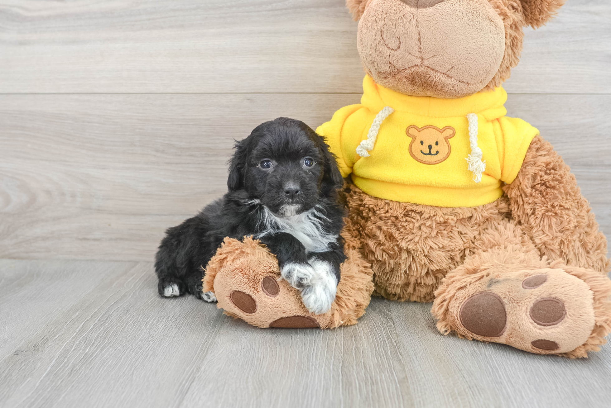 Fluffy Mini Aussiedoodle Eclipse: 4lb 4oz Doodle Puppy