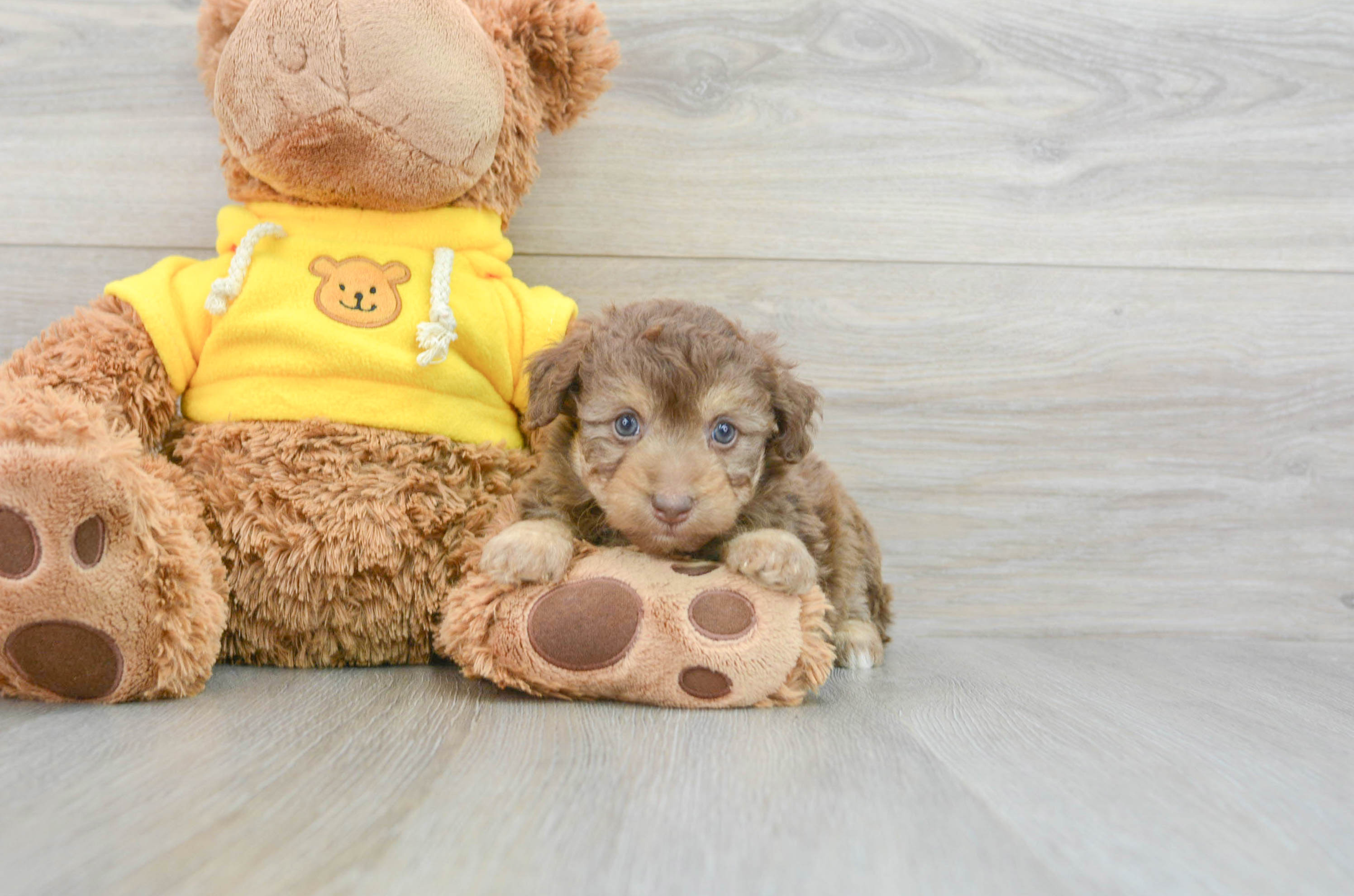 Mini Huskydoodle Puppies for Sale | Premier Pups