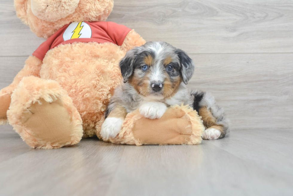 Smart Mini Aussiedoodle Fabio: 9lb 3oz Doodle Puppy