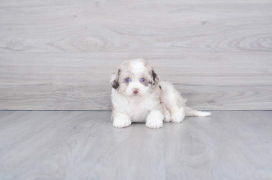 Mini Aussie Puppies for Sale | Premier Pups located in Ohio