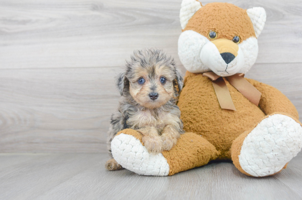 Mini Aussie Puppies for Sale | Premier Pups located in Ohio