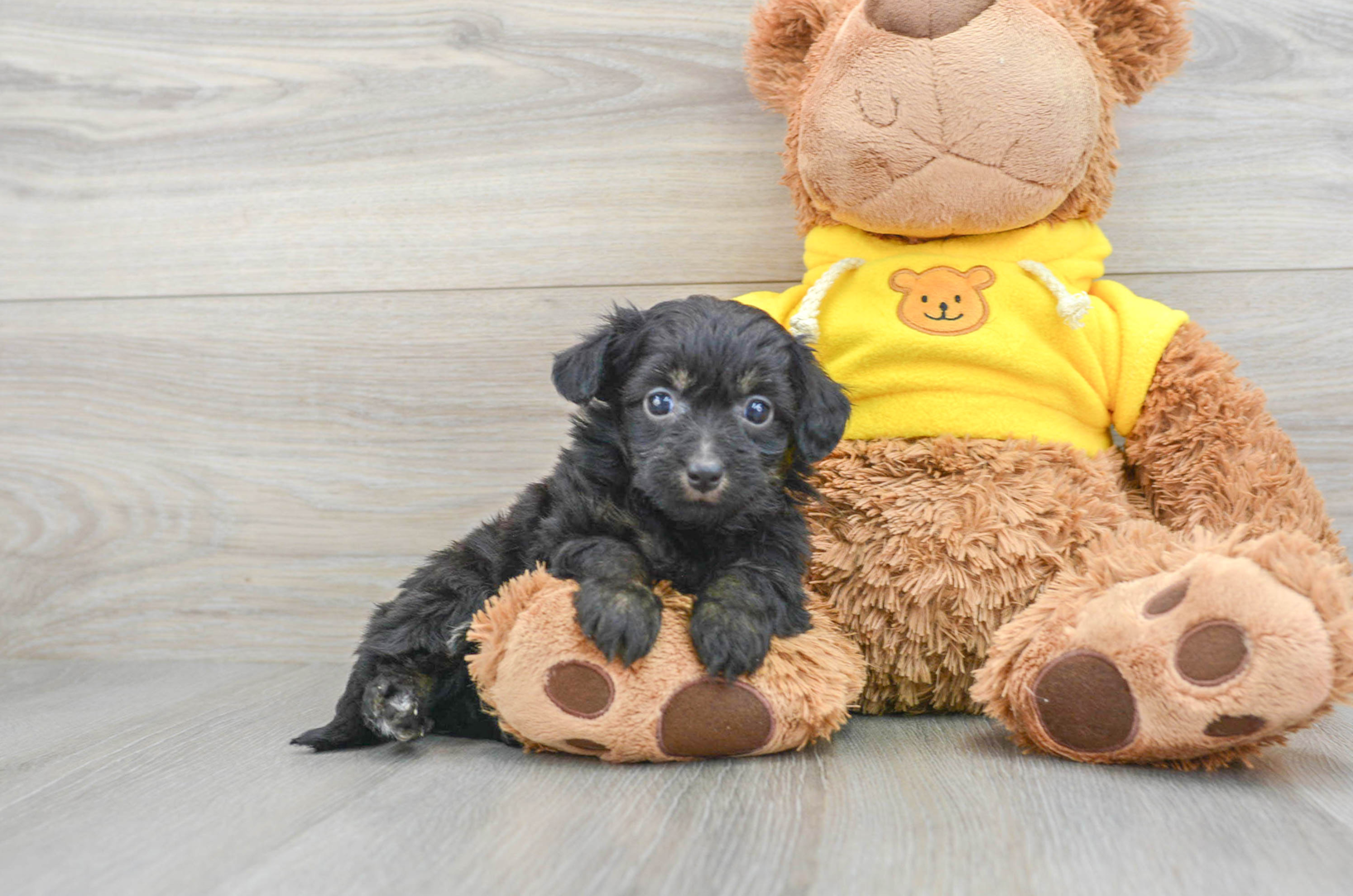 Mini Aussie Puppies for Sale - Buy Now! - Premier Pups