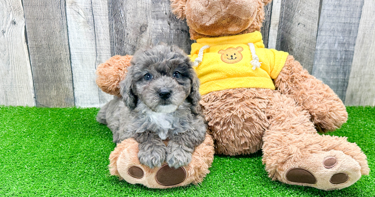 Petite Mini Aussiedoodle Neo: 5lb 6oz Doodle Puppy