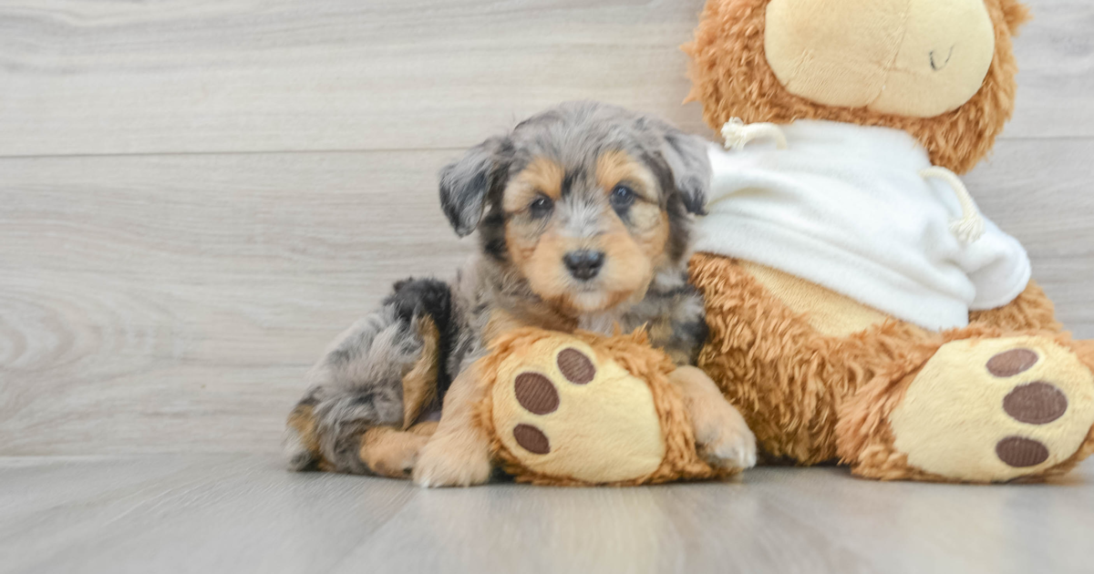 Fluffy Mini Aussiedoodle Neo: 6lb 7oz Doodle Puppy