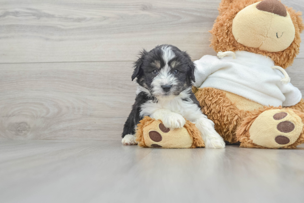 Mini Aussiedoodle Ozzie: 2lb 14oz Doodle Puppy