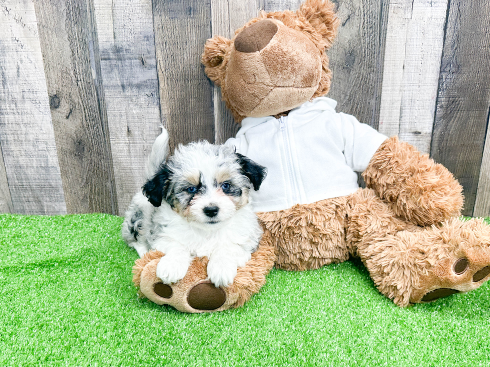 Happy Mini Aussiedoodle Puma: 4lb 6oz Doodle Puppy