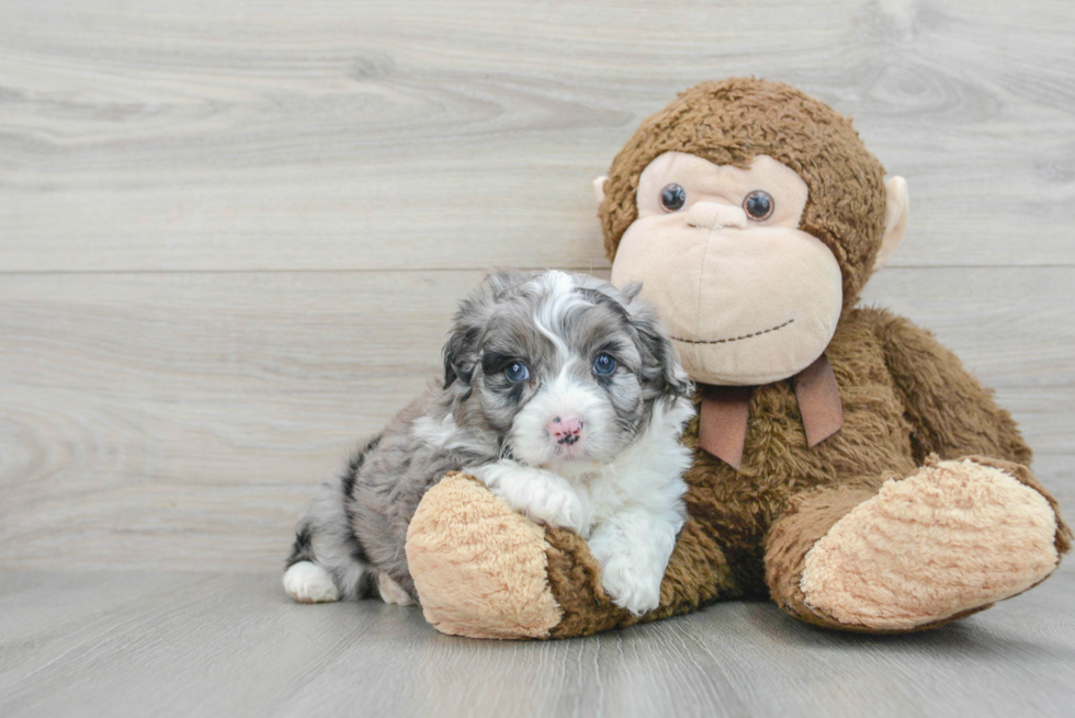 Fluffy Mini Aussiedoodle Roush: 3lb 13oz Doodle Puppy