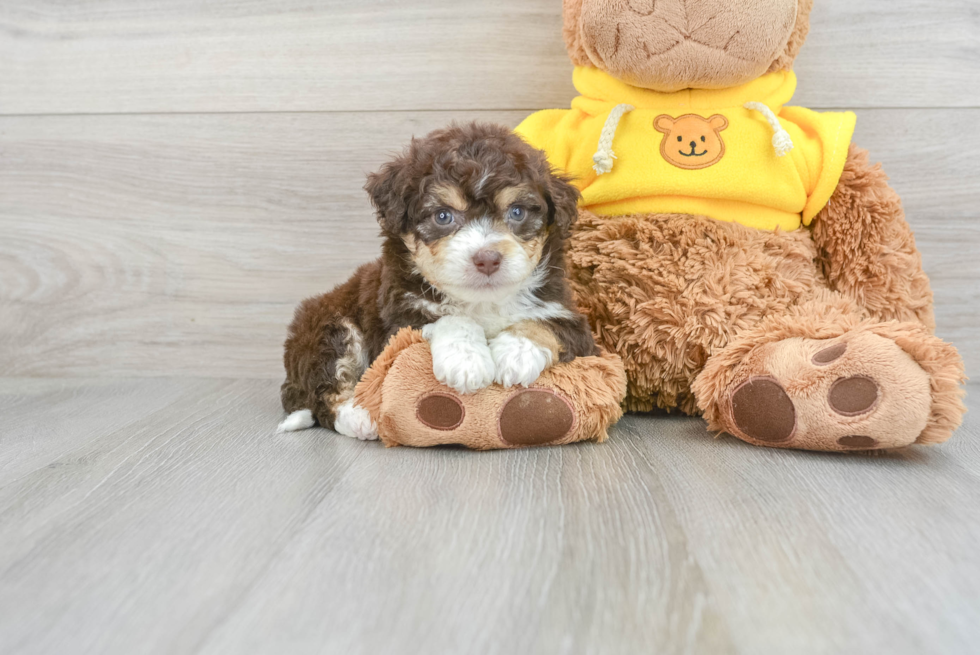Little Mini Aussiedoodle Roush: 3lb 15oz Doodle Puppy