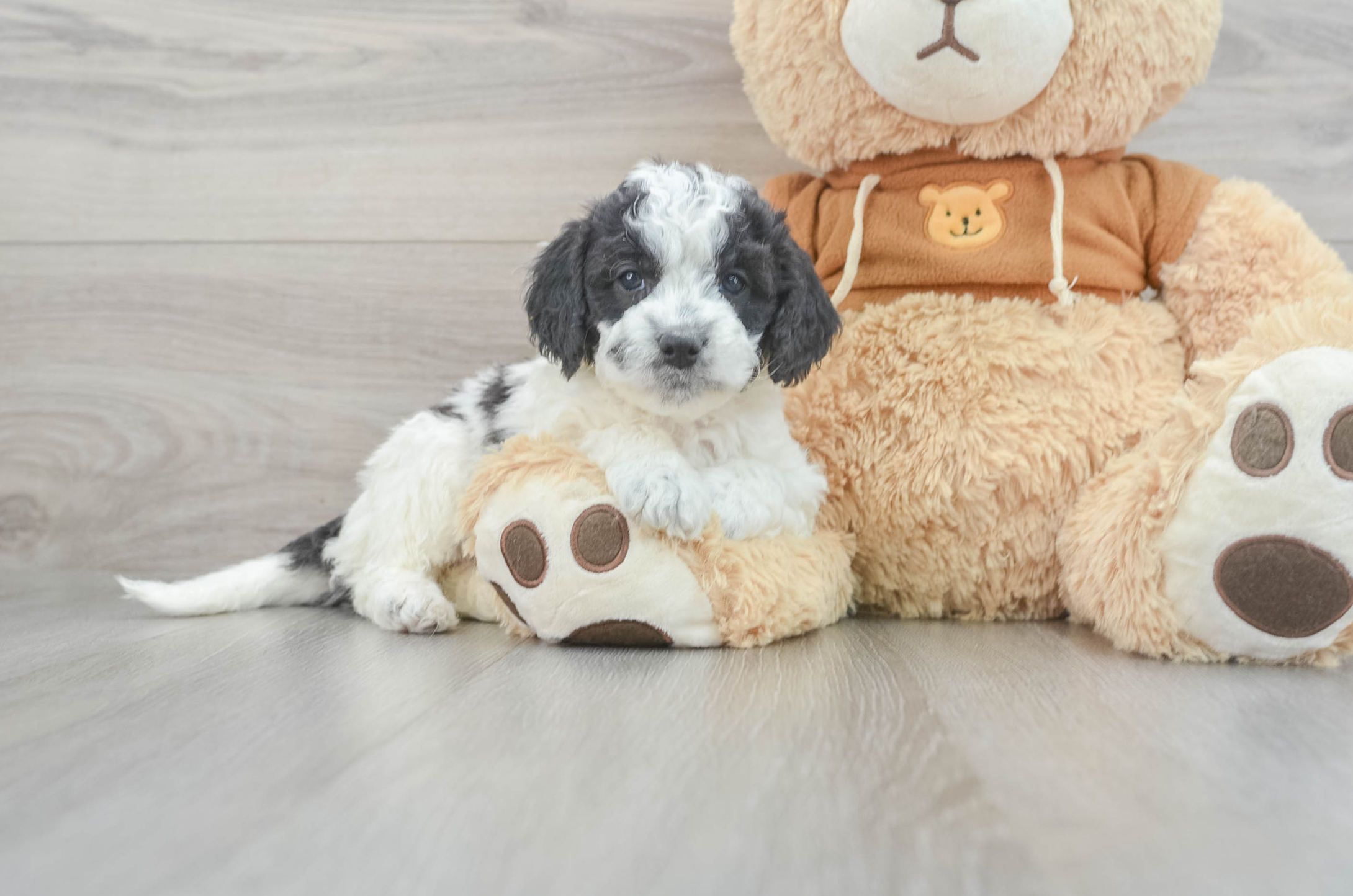 Toy & Mini Doodle Puppies For Sale | Premier Pups