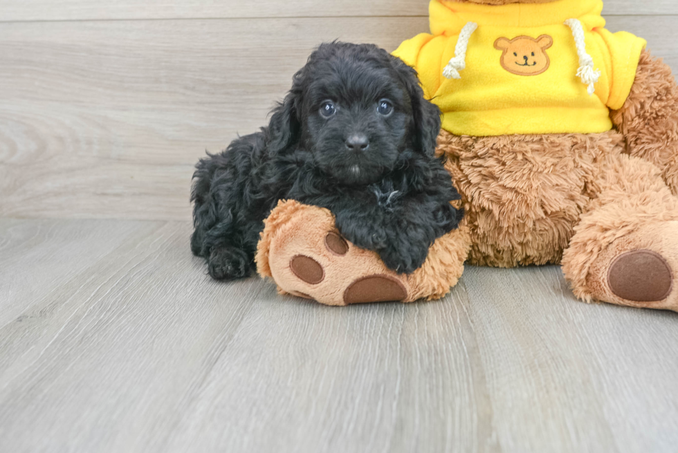 Playful Mini Aussiedoodle Waldo: 4lb 9oz Doodle Puppy