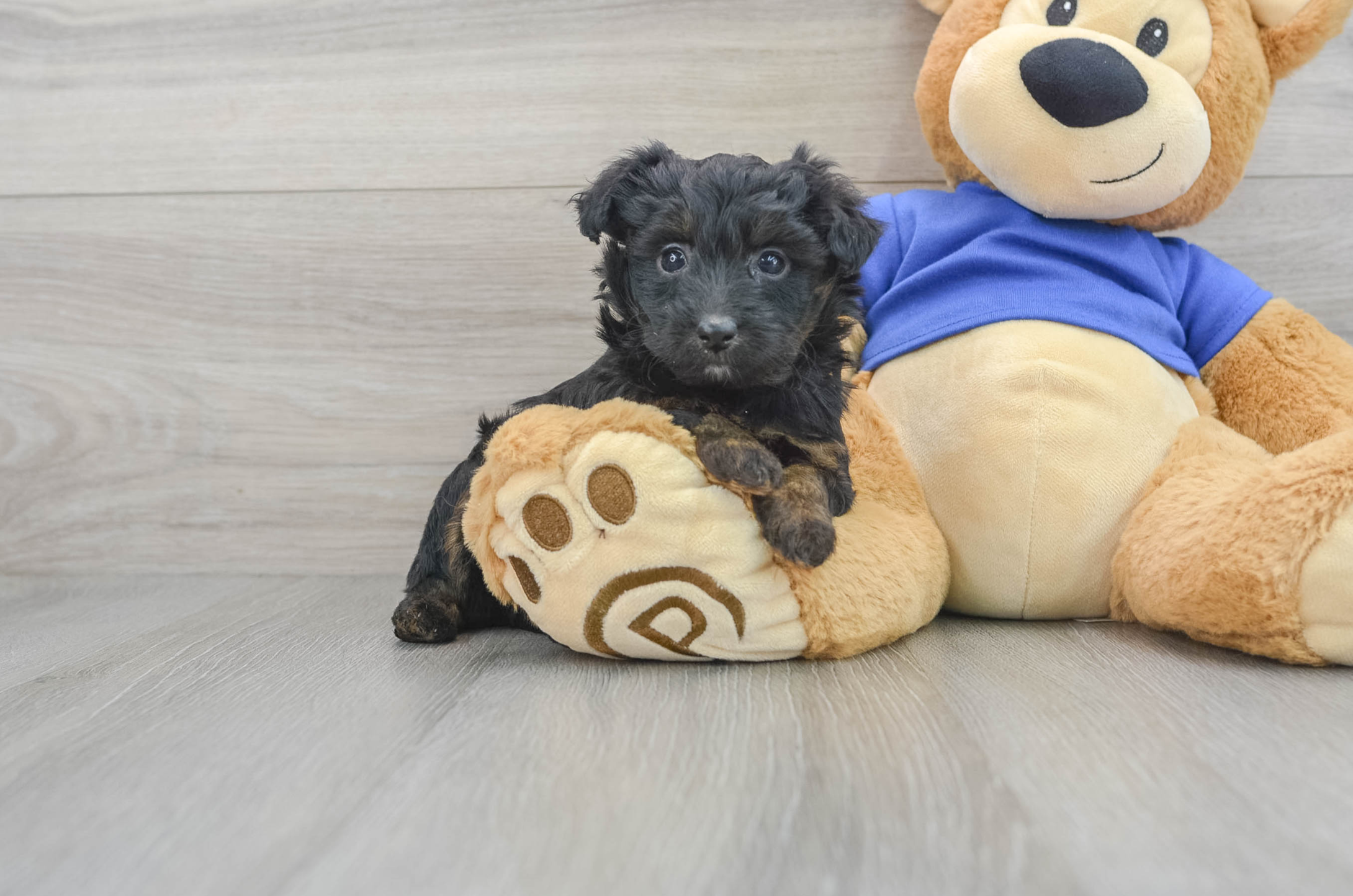 Toy & Mini Doodle Puppies For Sale | Premier Pups