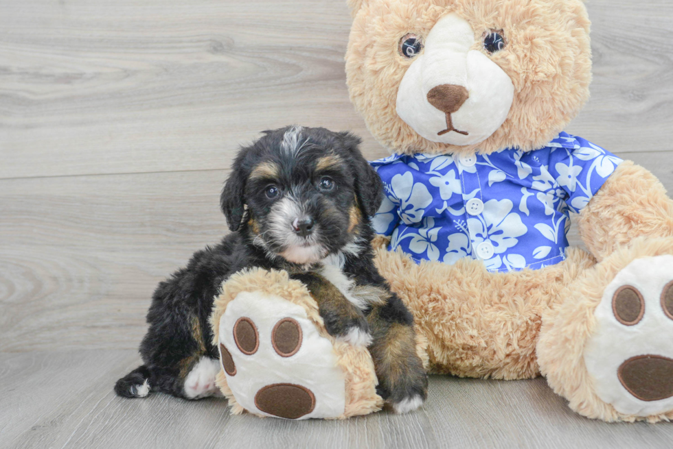 Friendly Mini Bernedoodle Bernard: 8lb 2oz Doodle Puppy