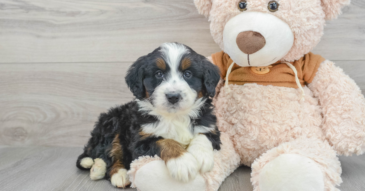 Adorable Mini Bernedoodle Bernard: 12lb 4oz Doodle Puppy